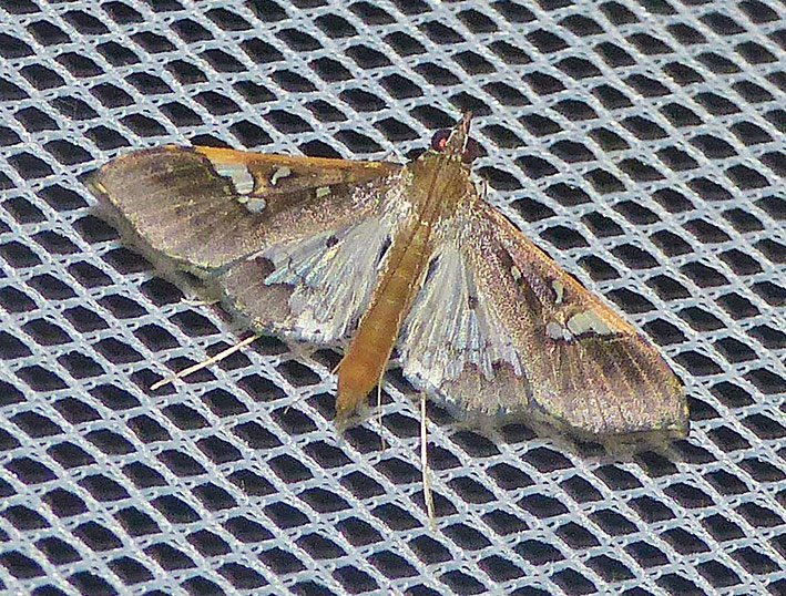 BunyipCo: November 2016