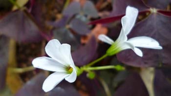Purple Shamrock - Rathu Ambiliya | SL Flora