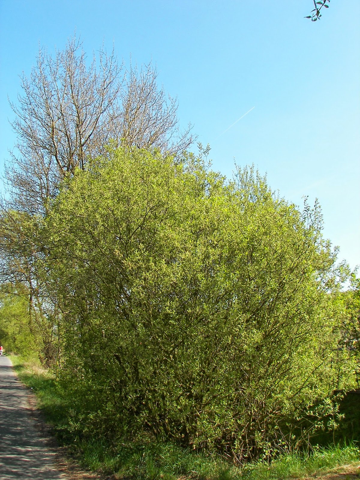 Trees Planet: Salix caprea – Goat Willow – Sallow