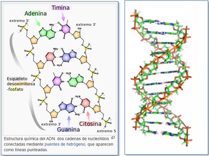 EXTRACCIÓN DEL ADN DEL TOMATE