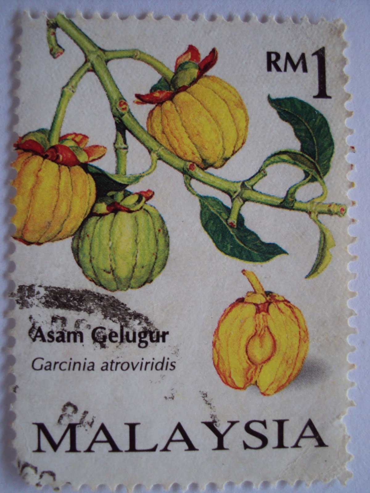Hang Kebun: SETEM BUAH-BUAHAN TEMPATAN