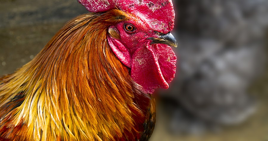 Chicken Women: Heeding the Wake-Up Call