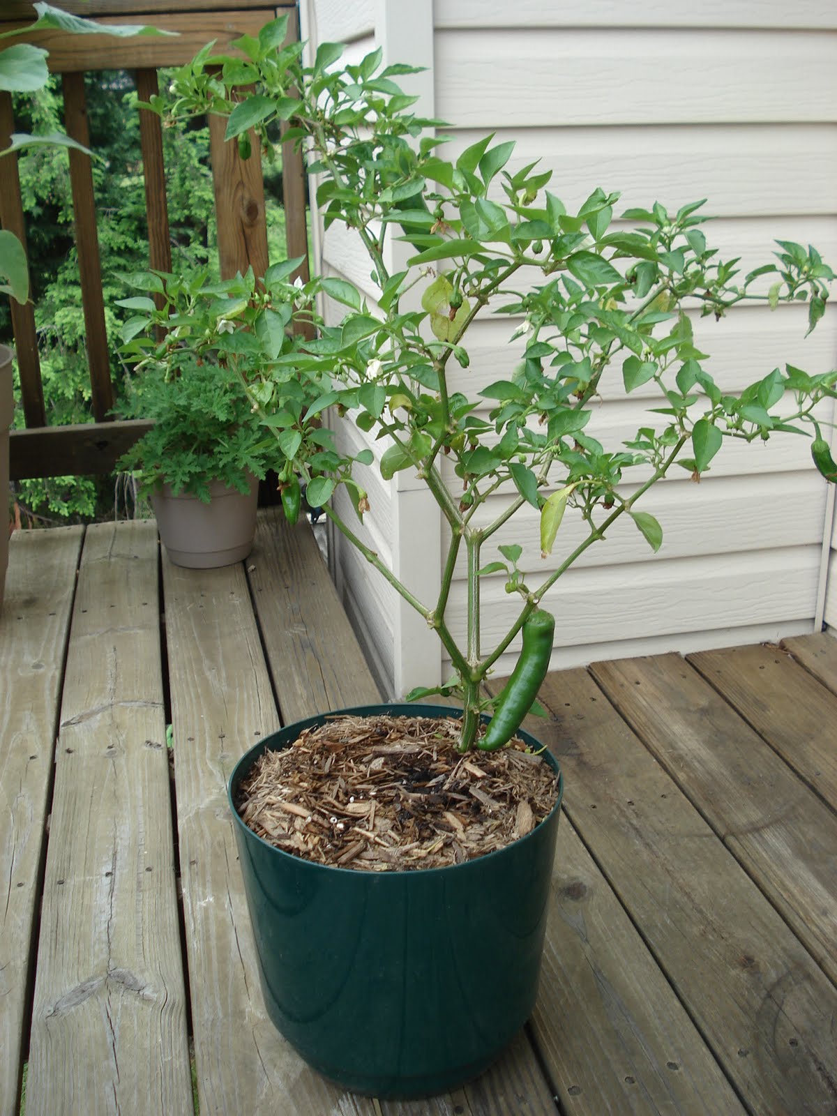 Bumble Lush Garden: Almost Indoor Pepper Garden