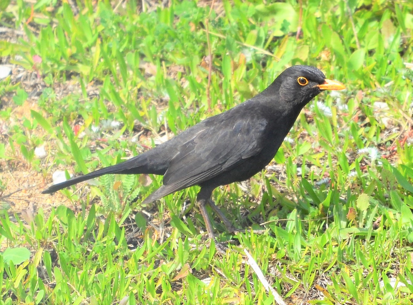Imagens da vida animal: Melro-preto (Turdus merula)