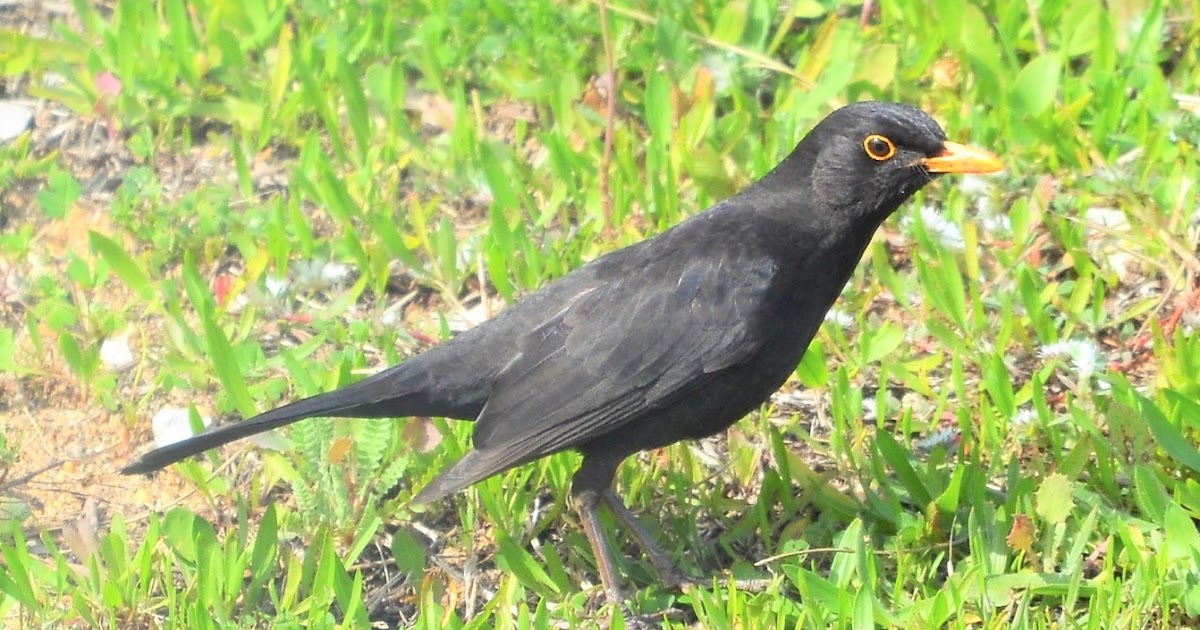 Imagens da vida animal: Melro-preto (Turdus merula)