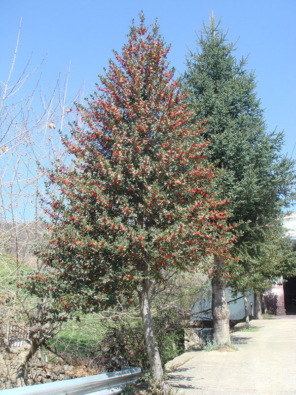 Fotografiando plantas: Acebo