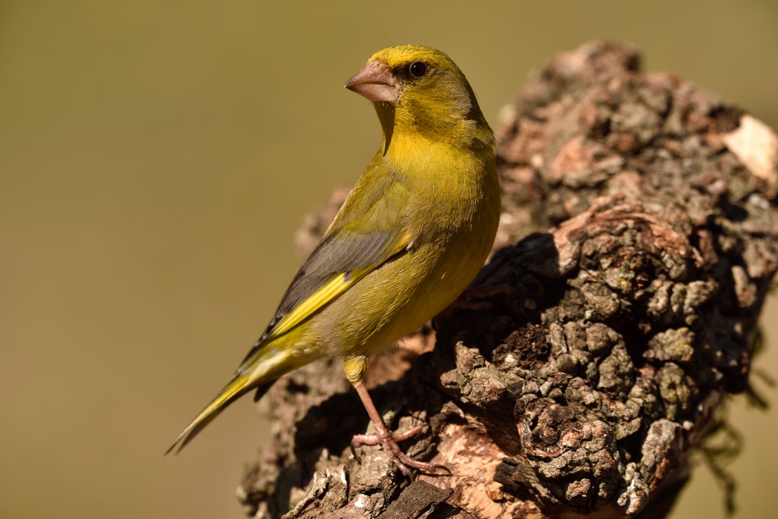 PHOTONATURE: Passeriformes (I)