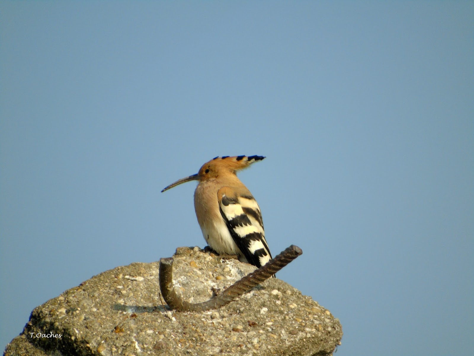 PASARI DIN ROMANIA: PUPAZA, Upupa epops