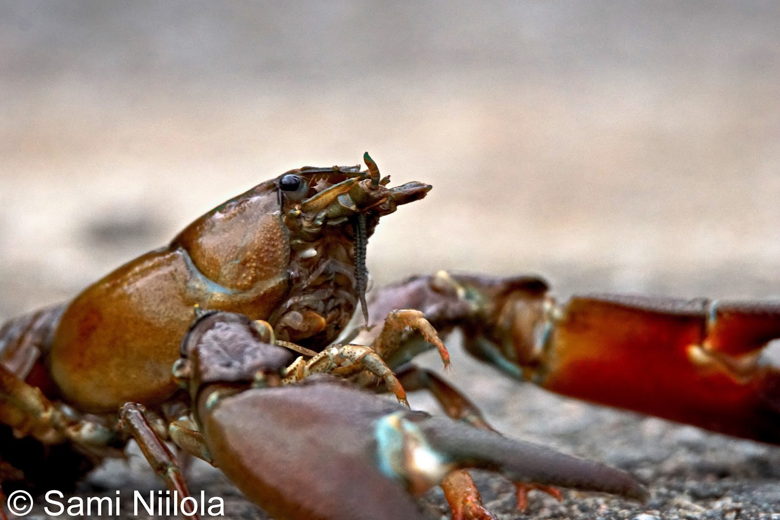 Samin luontokuvia nature photos: RAPU crab