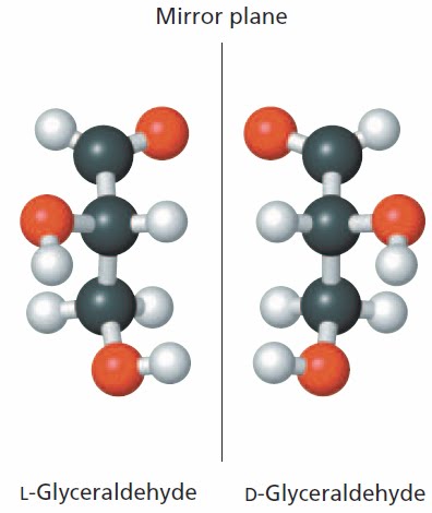 Sandwalk: Better Biochemistry: Fischer Projections