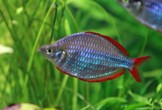 Ini Dia Jenis-Jenis Ikan Rainbow Tebaik dan Termahal