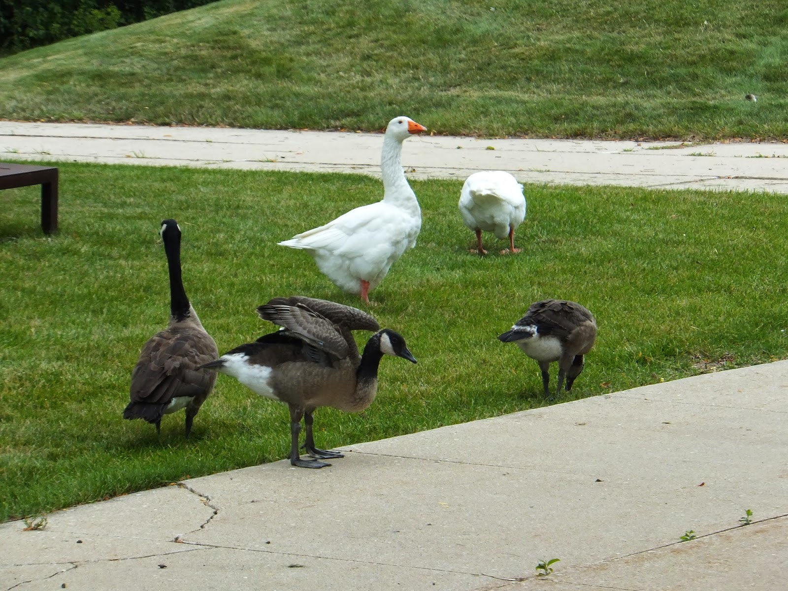 The Chicago Lampoon: Weird Geese in Lincolnwood
