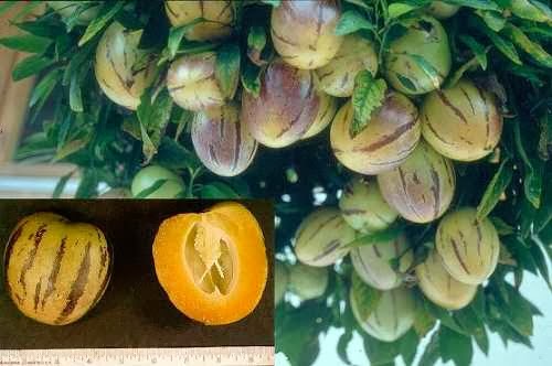 Physalis peruviana | uchuva | golden berry | tomate capucho | fisalis ...