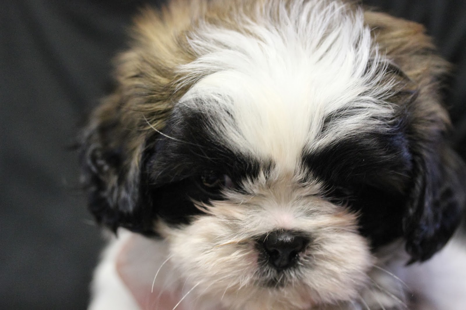 Tarry Home Tzus: the home of the Chinese Chrysanthemum Dog