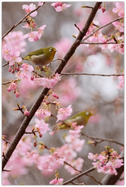 Delicate Cherry Blossoms
