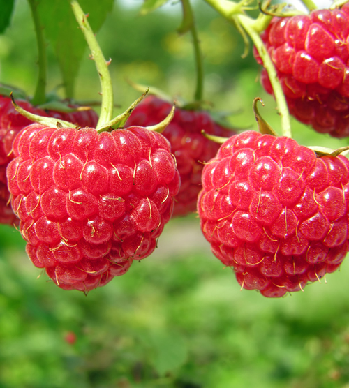 About Health: Raspberry