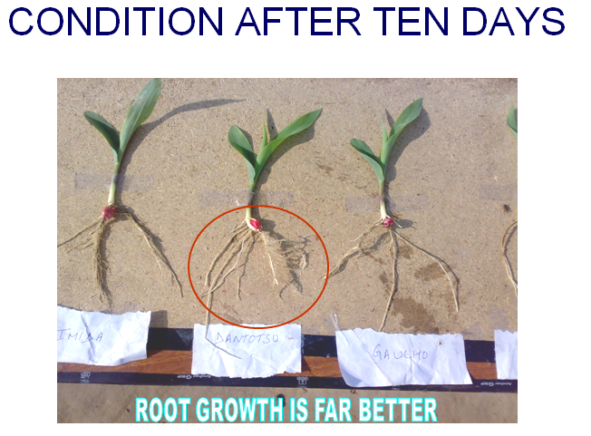 Seed Treatment of Maize: Seed Treatment of Maize