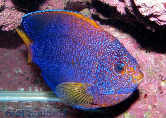 D' Ocean Aquarium: Ikan Angel (Angelfish)