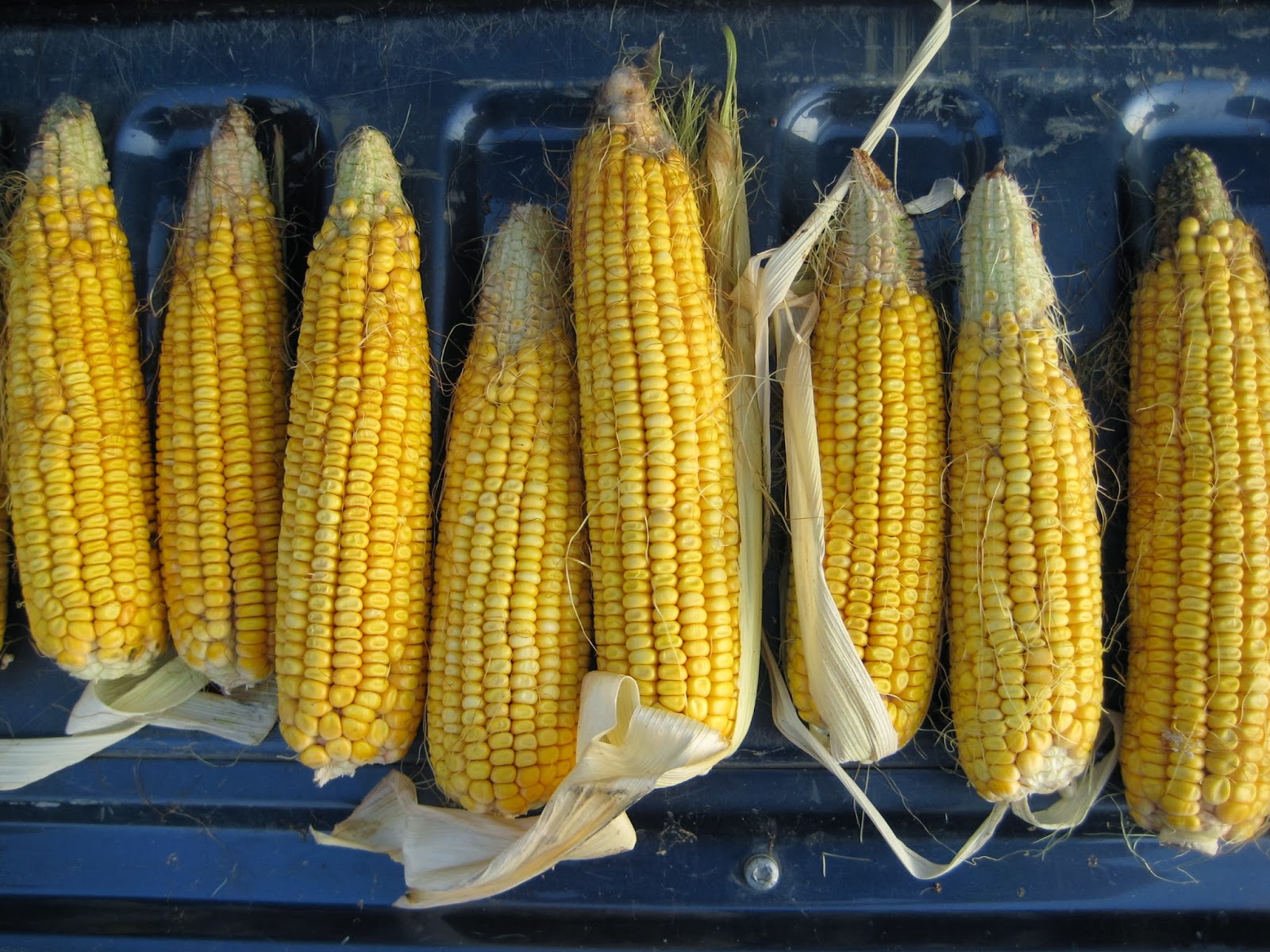 Grain Crops Update: 2013 Hybrid Corn Performance Test