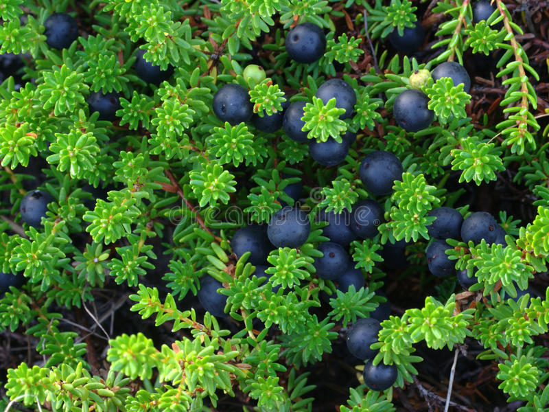 bentuk buah crowberry