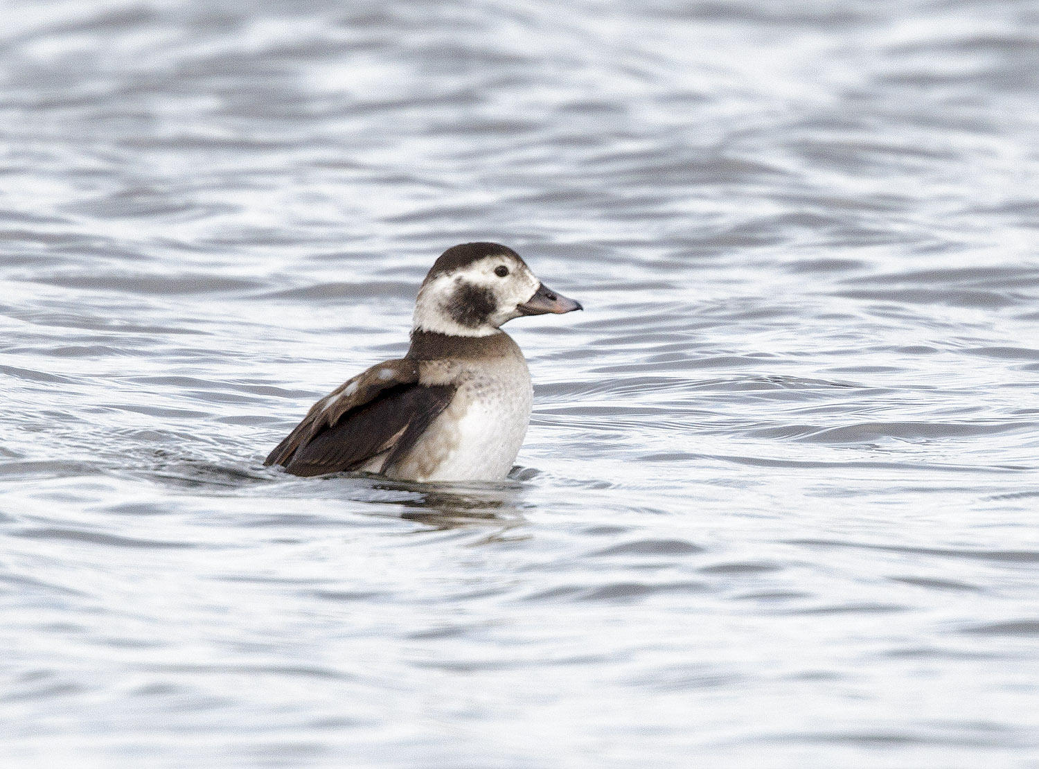 pewit: Long-tailed Ducks