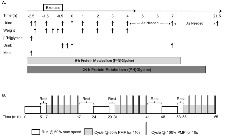 43% More Protein 10x Higher 24h Net Protein Retention: It Takes 0.32g ...