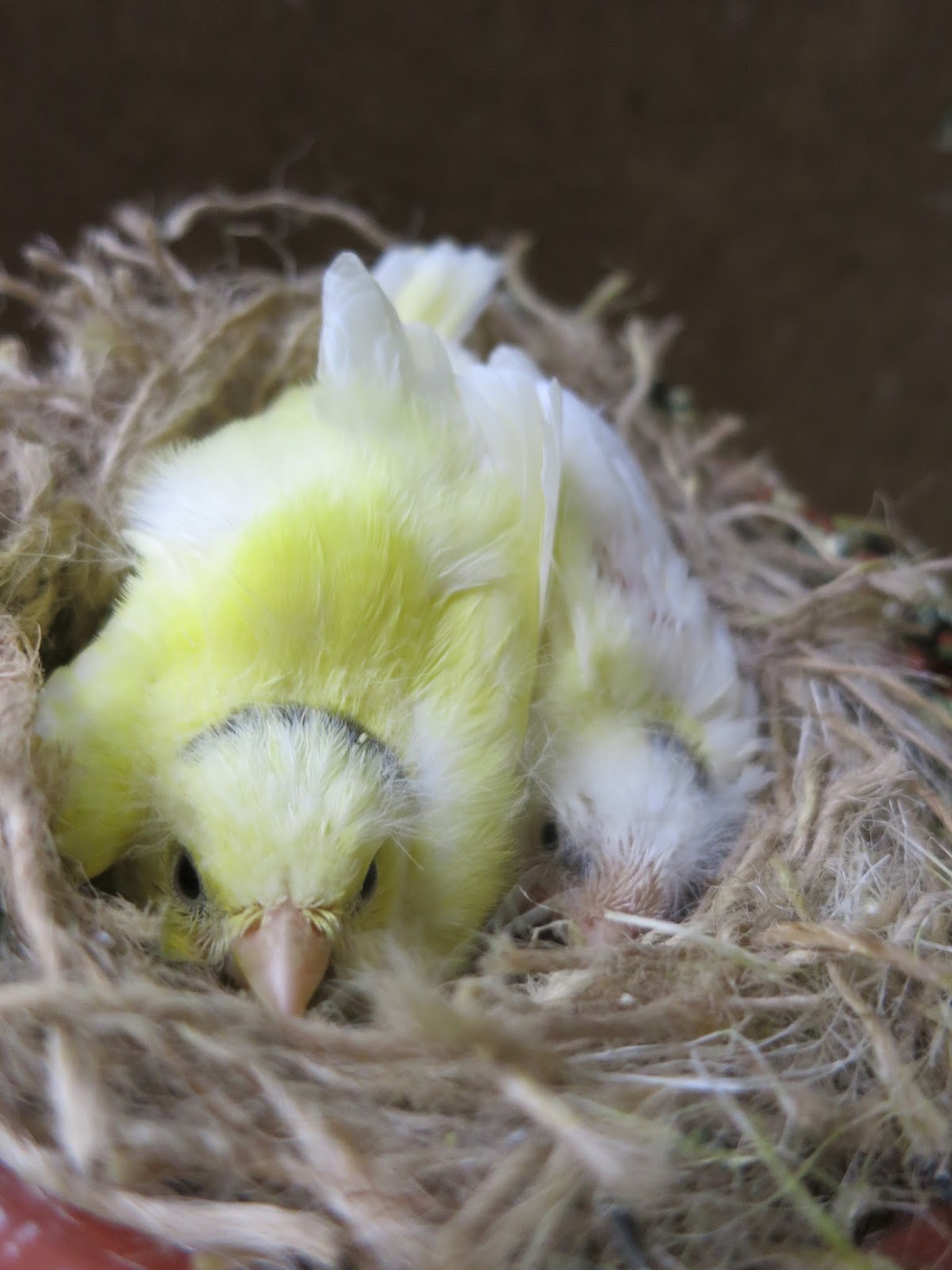 Canary Tales: Irish Fancy Brood Patch Part 2 Hen Whose Ready When I'am Not!