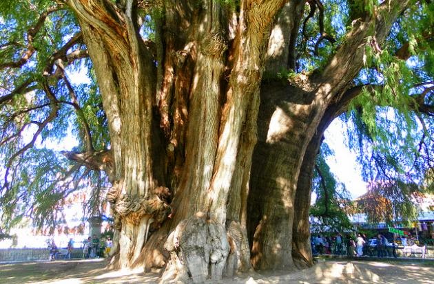 PLURAL RELIGIOSO: Árvores sagradas do mundo