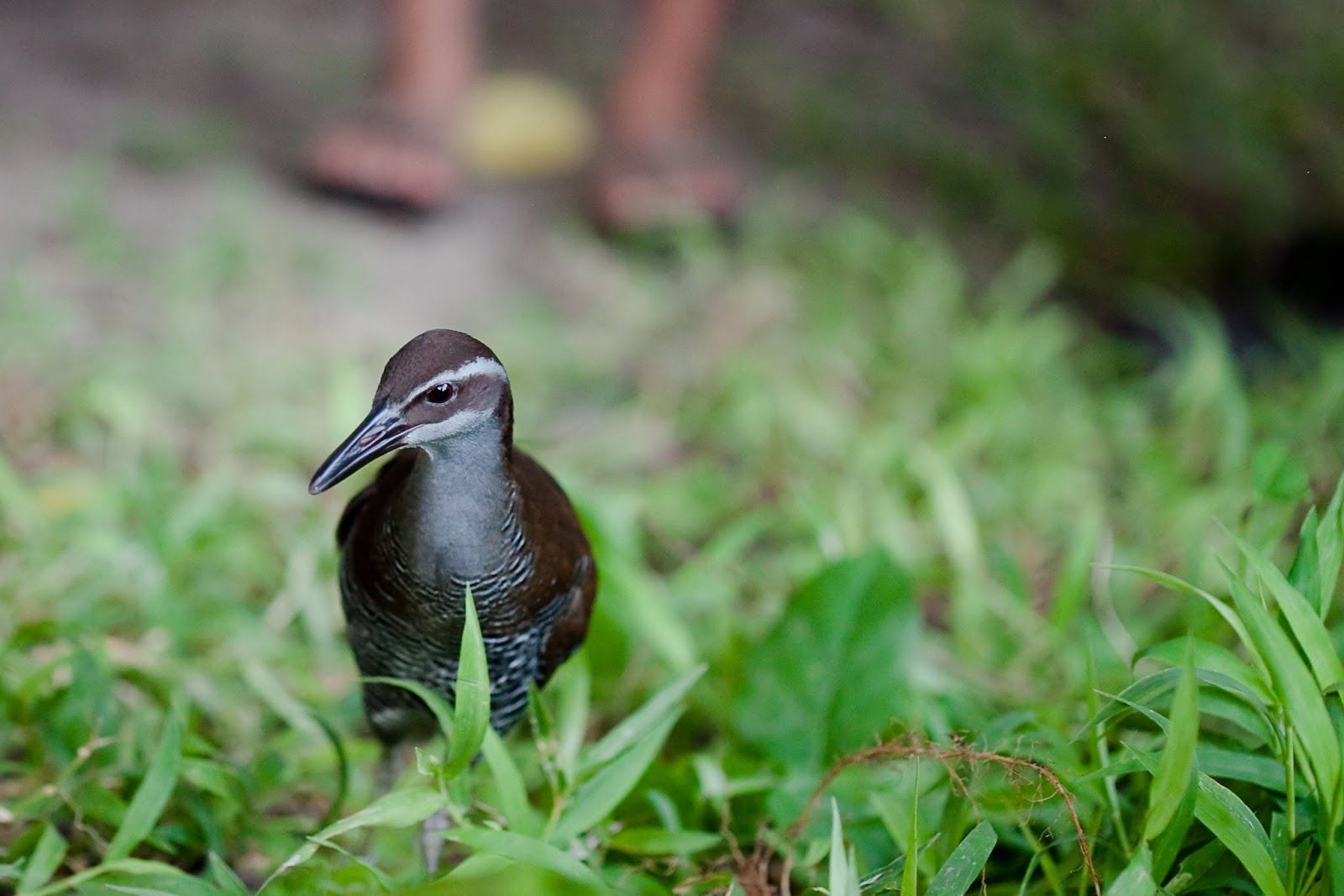 I Hinanao Mo'na: I Tinaiguen I Paluman Guåhan Siha (The Absence of Guam ...