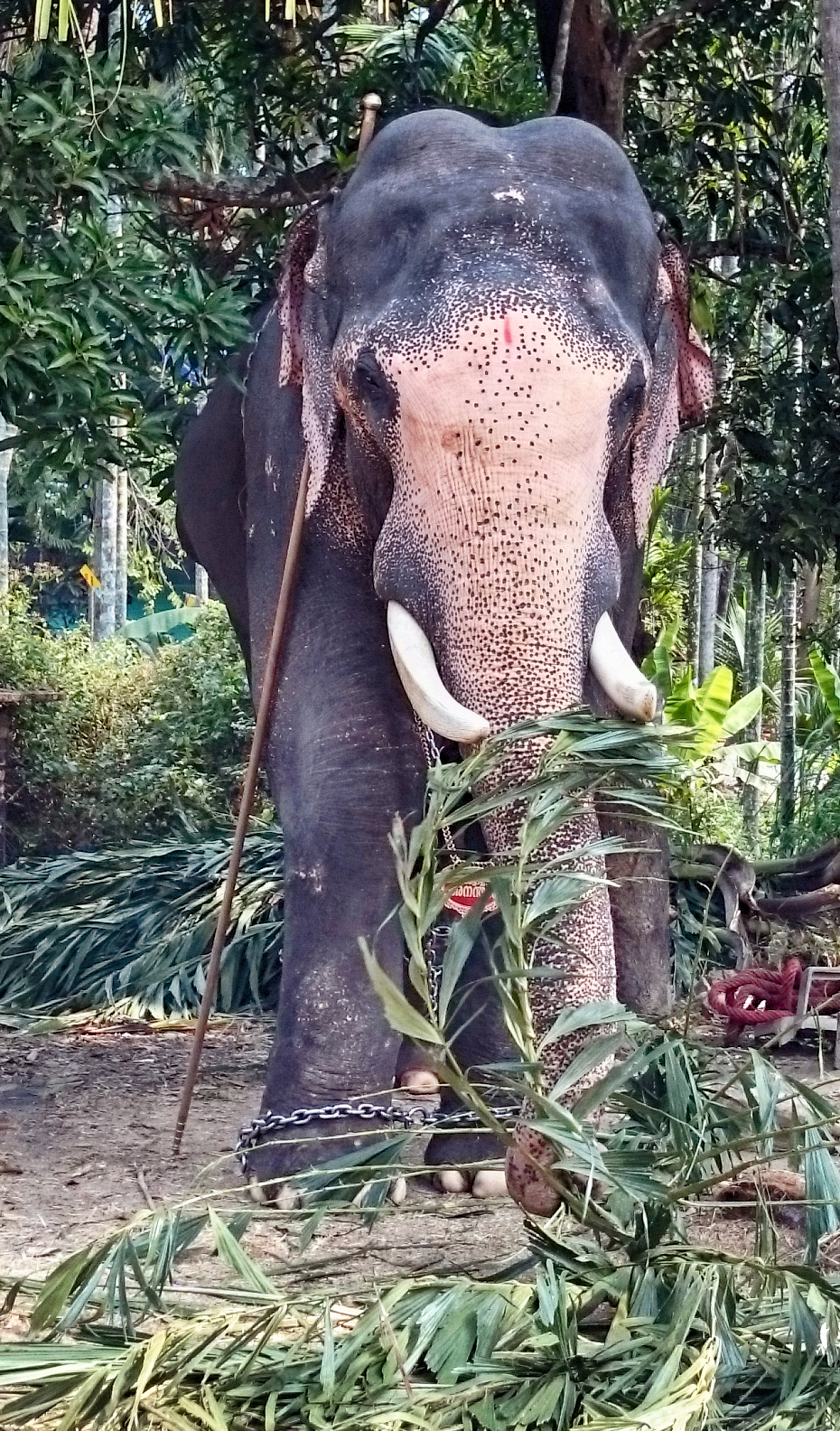 Uttoly Ananthan - Kerala elephant - One of the tallest elephants in ...