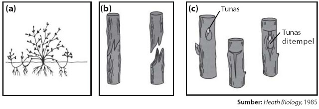 9A Kelompok 4 :D: Reproduksi Vegetatif pada tumbuhan