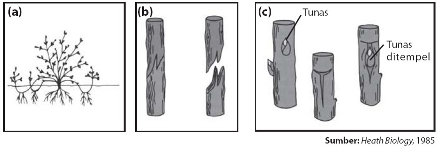 Science E-learning and Digital Library