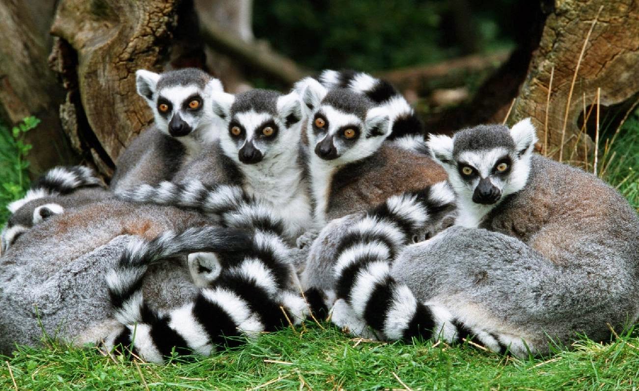 Lemur binatang primata yang hidup di pulau Madagaskar