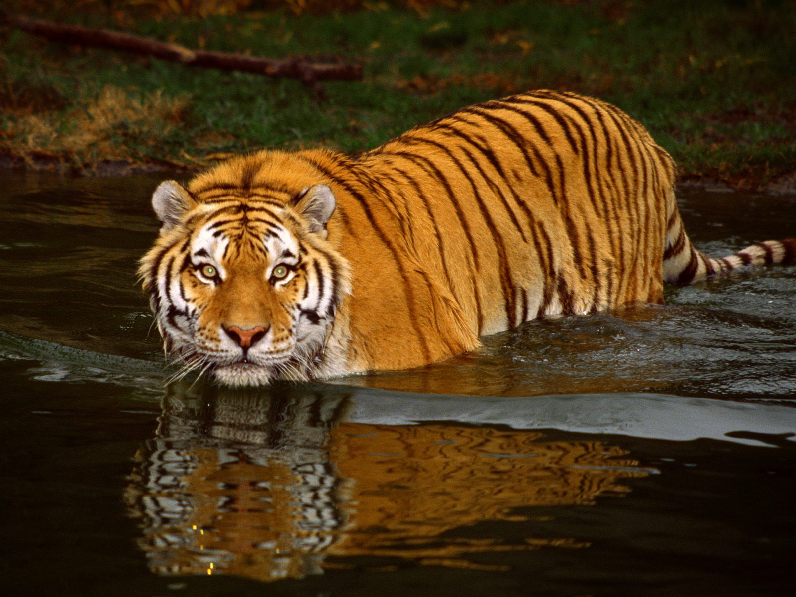 Best Desktop HD Wallpaper - Tiger HD wallpapers