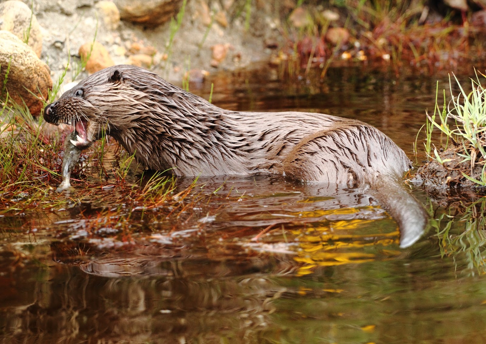 Otto the Otter
