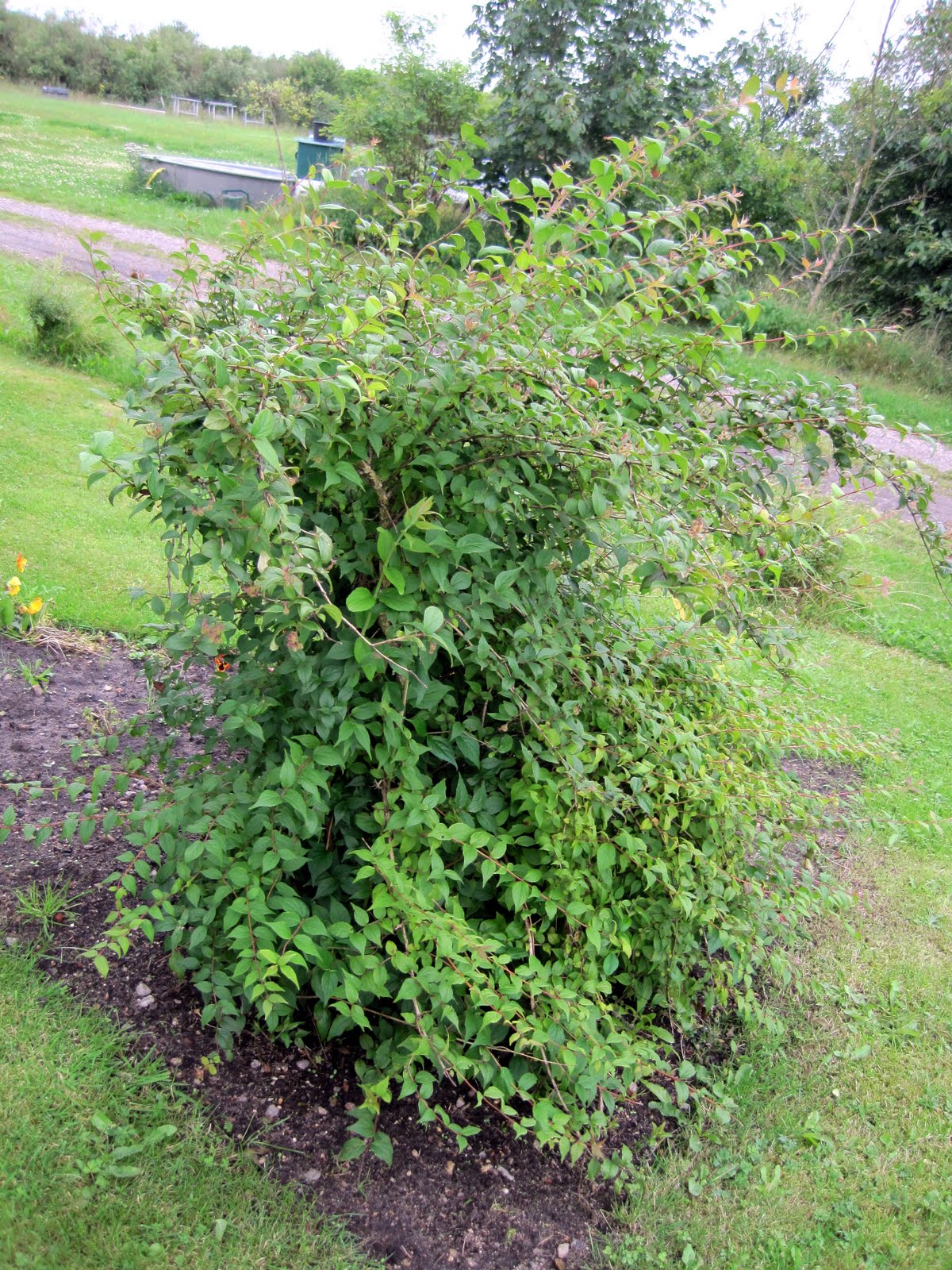 Landbohaven: Træer & Buske.