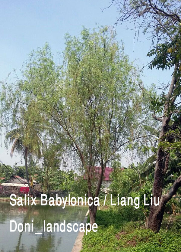 Jual Pohon Liang Liu | Salix Babylonica | Janda Merana ~ TUKANG TAMAN