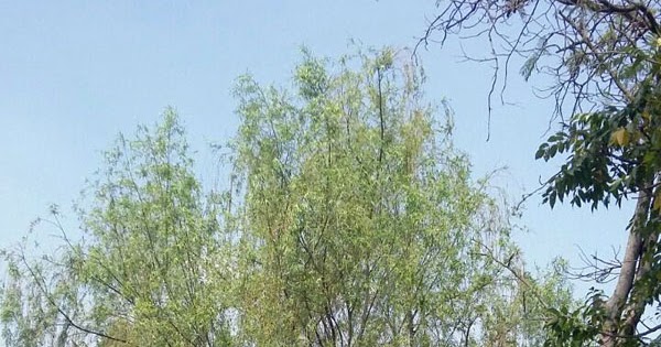 Jual Pohon Liang Liu | Salix Babylonica | Janda Merana ~ TUKANG TAMAN