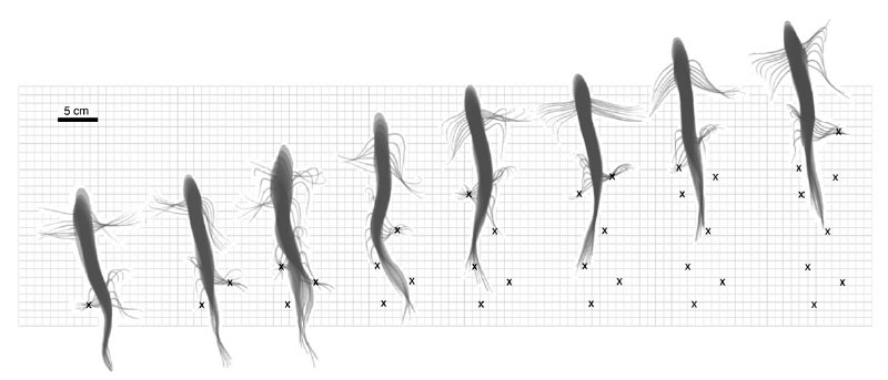 PALAEOBLOG: Walking Lungfish & The Evolution of Terrestrial Locomotion