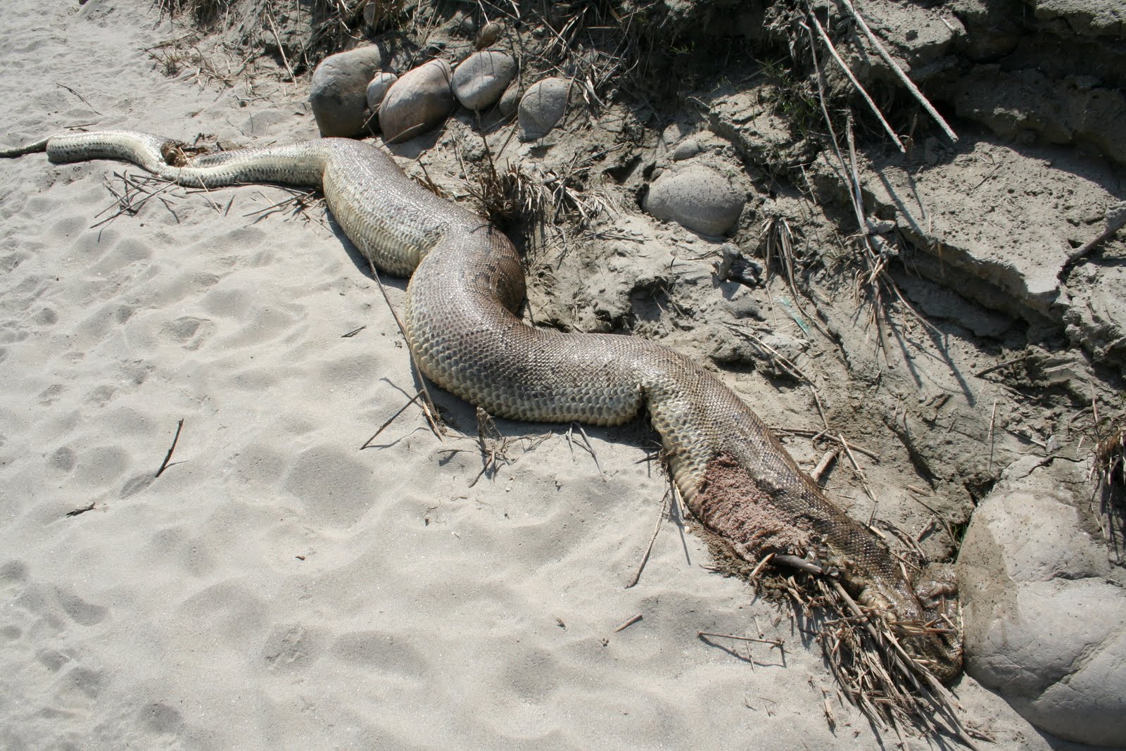 WILDLIFE CRIME AND CONSERVATION : Python road kill in National Park