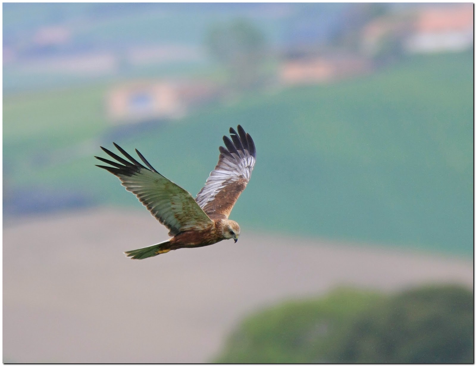 Tra Catria e Adriatico natura e storia: La migrazione dei rapaci sulla ...