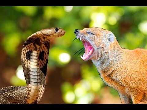 Pashudhan and Animal Science : Mongoose (Nevla)