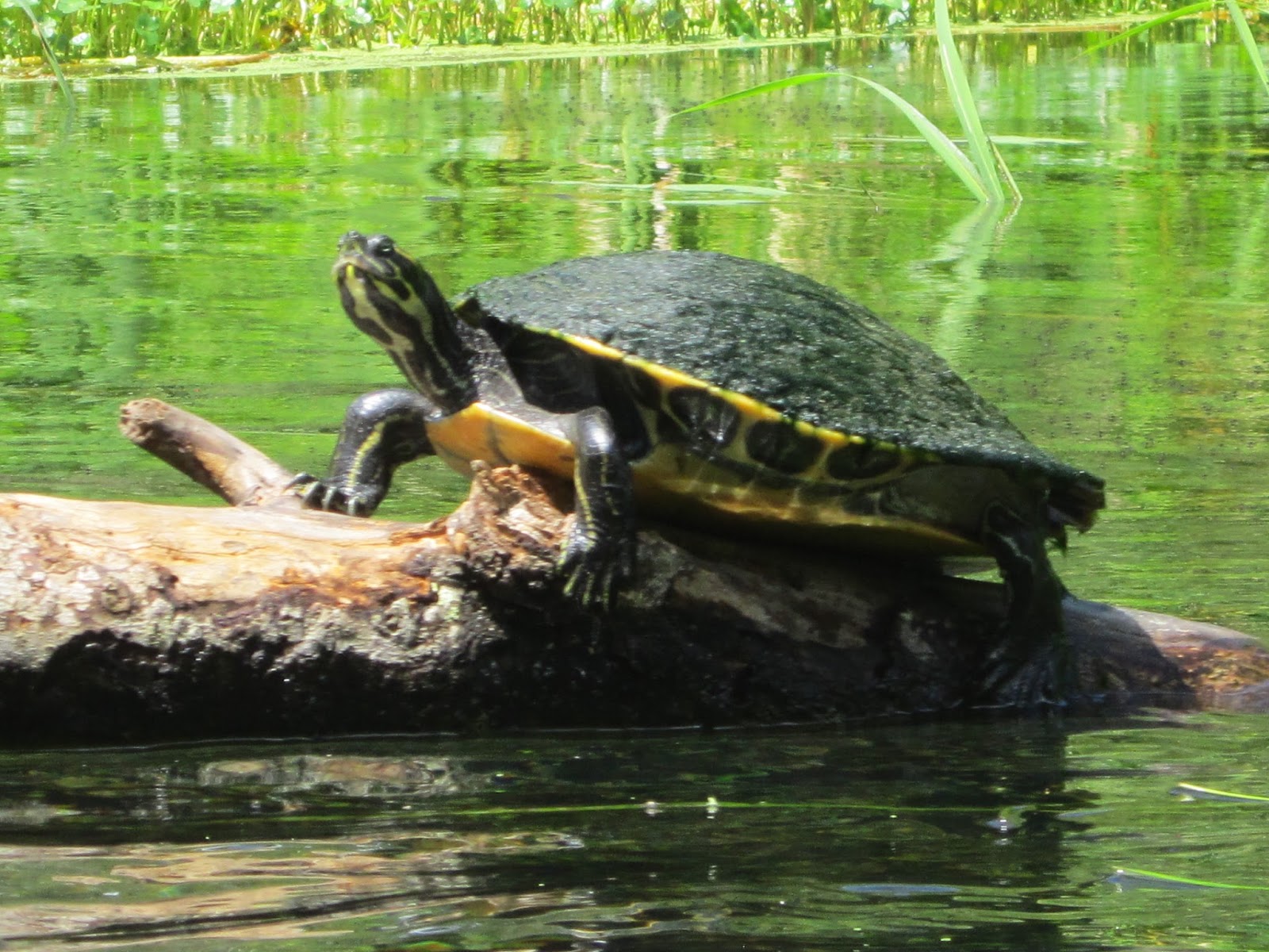 Little Old House: This Florida Life: Ichetucknee River Tubing
