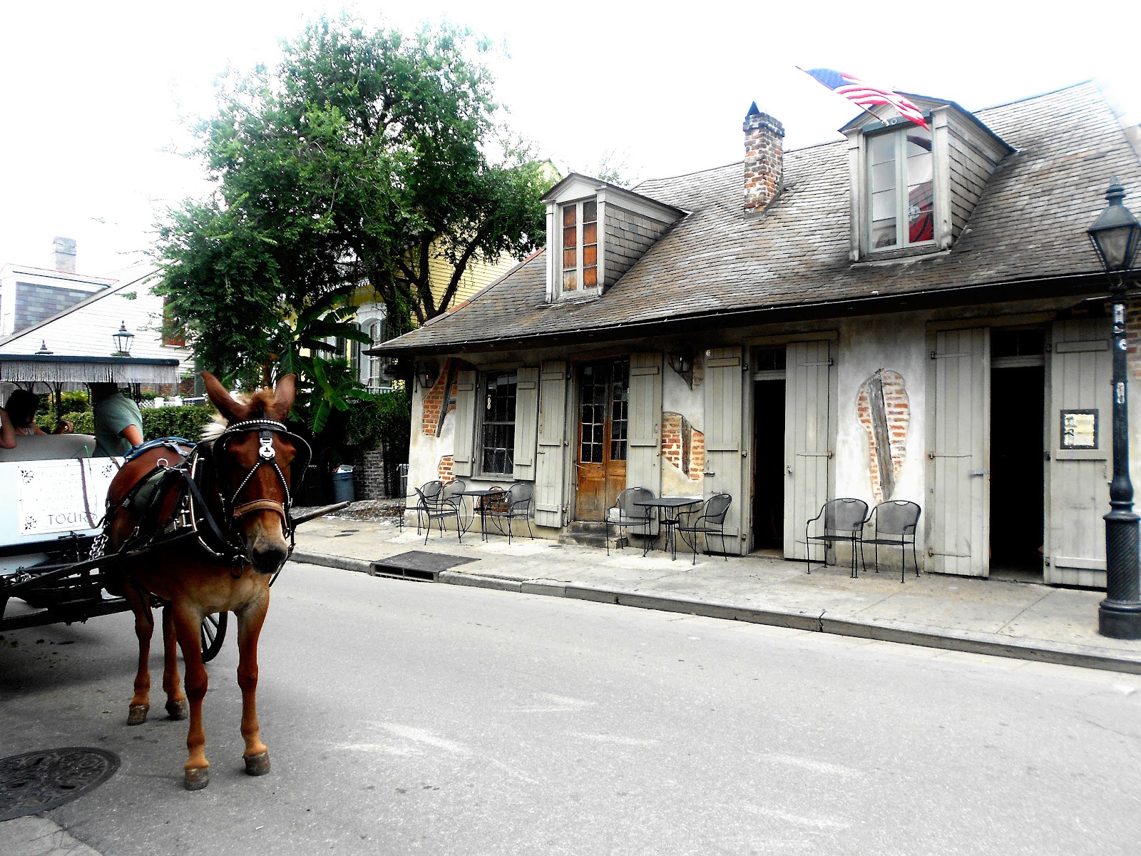 Smitten: Porch Honky, Bourbon St, and Alligators!!