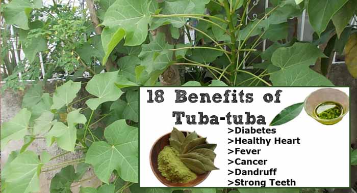 Wonder Fruits, Plants and Seeds: Do you know Tuba-tuba leaf are useful ...