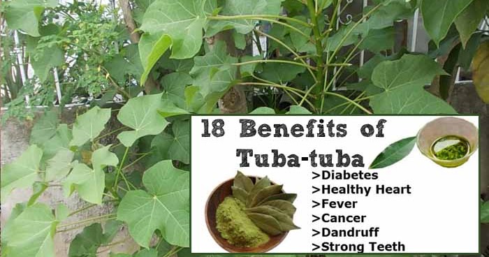 Wonder Fruits, Plants and Seeds: Do you know Tuba-tuba leaf are useful ...