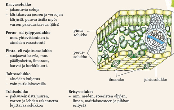 Biologia- solu ja perinnöllisyys