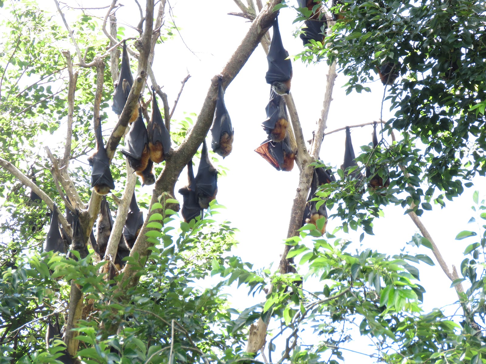 Bird & Travel Photos, Birding Sites, Bird Information: FRUIT BATS ...