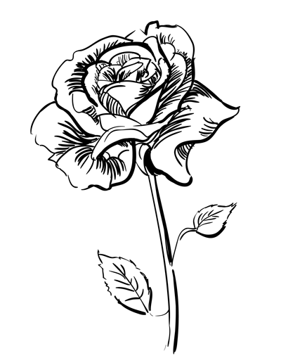 How to draw a Rose: Drawing of "Rose a Beautiful Flower"