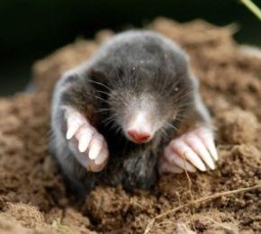 Vì sao chuột chũi sợ ánh Mặt trời? - Công ty nội thất